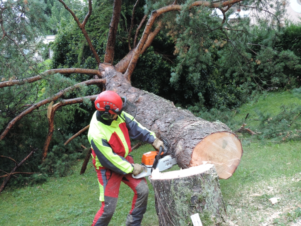Coupez les branches trop longues des arbres de votre jardin – jardins ...